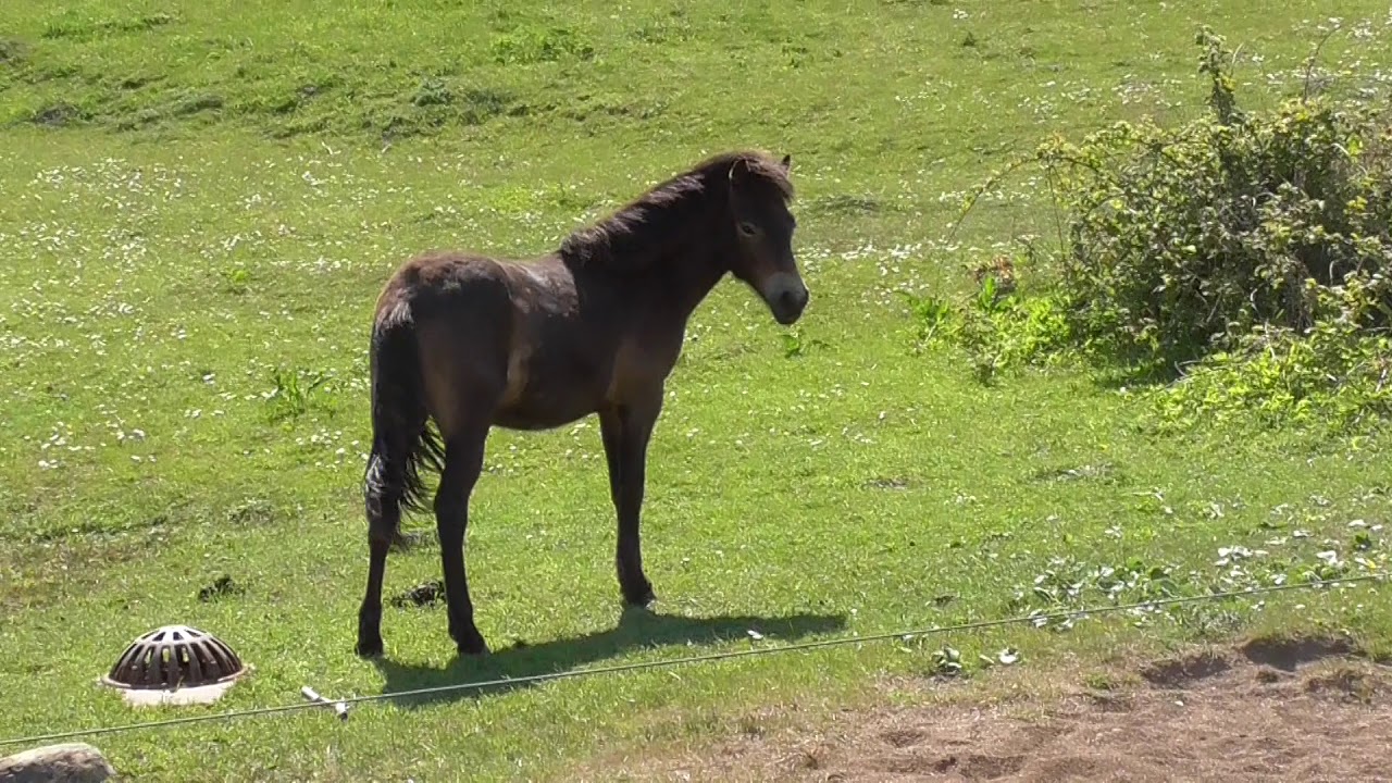 Vilde Heste : Wild Horses Langeland Denmark - YouTube