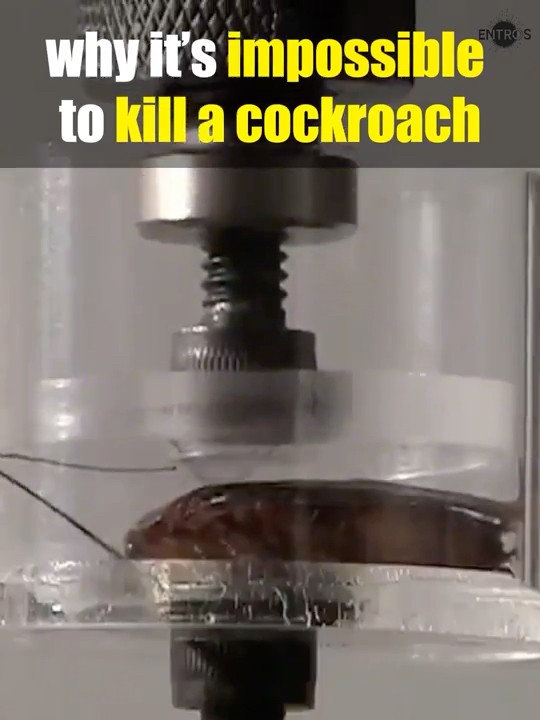 why it’s impossible to kill a cockroach ? - YouTube