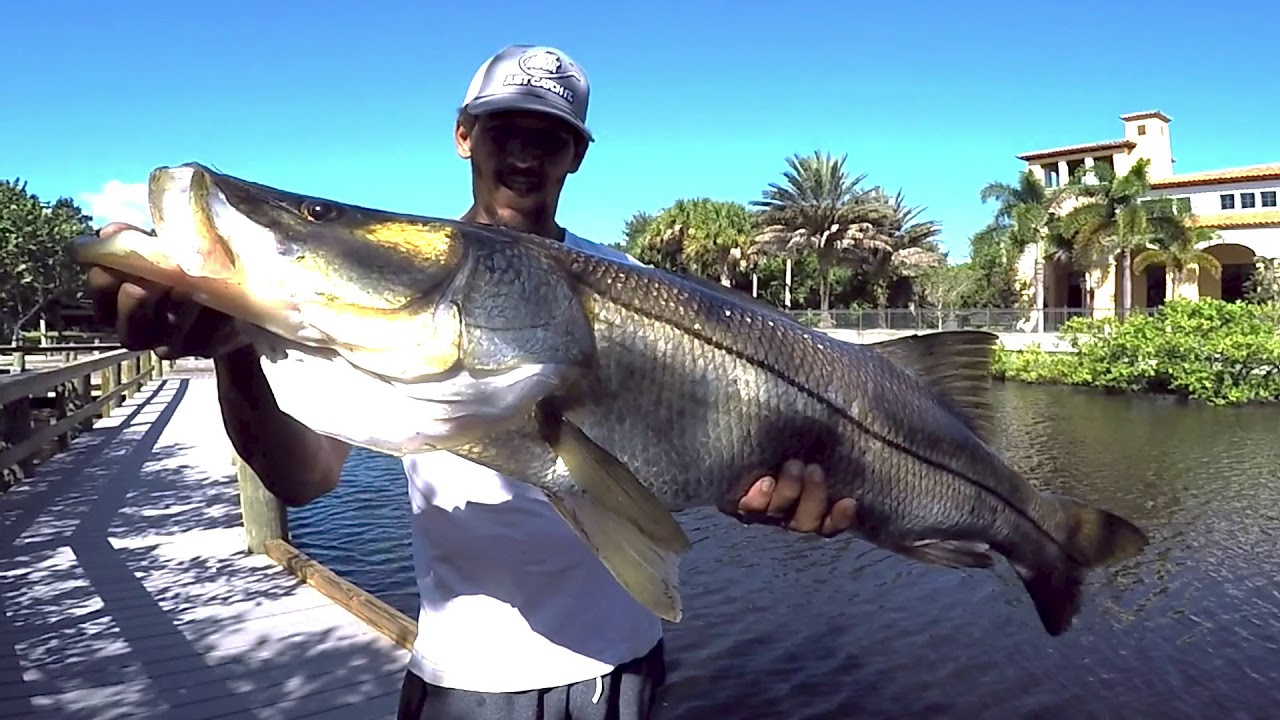 Monster Snook at the Boat Ramp - YouTube