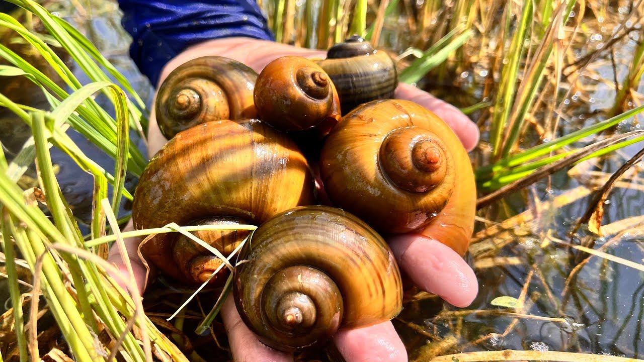 Natural big snails catching by hand in the flood - Apple snails picking ...