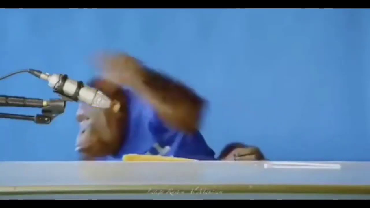 monkey with a microphone - YouTube