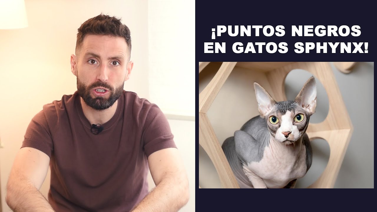 ¿Cómo tratar el acné felino en un gato sphynx? - YouTube