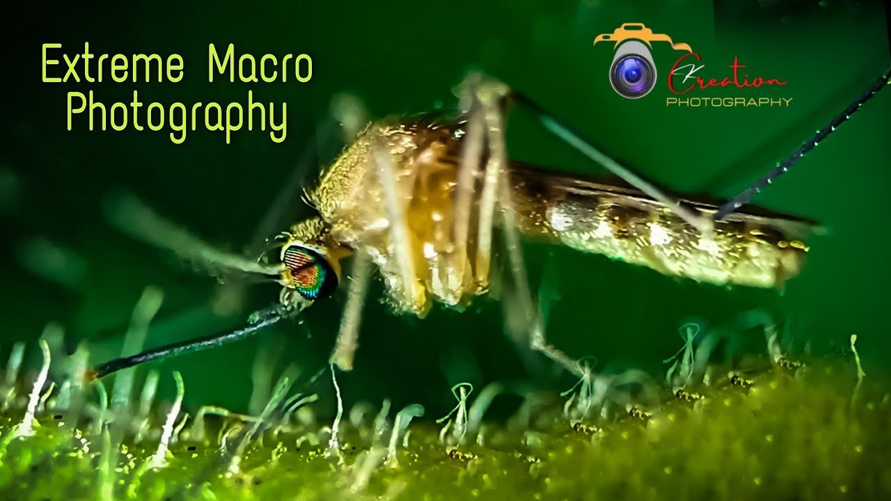 Mobile Macro Photography of Mosquito with Macro lense Macro insects ...