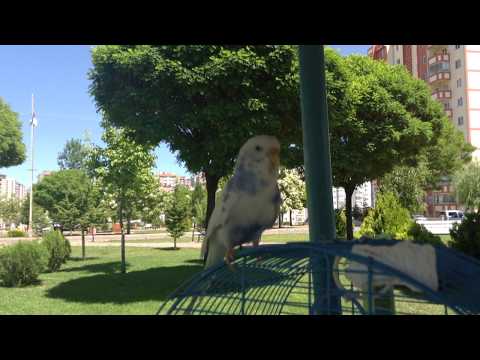 Orman Haftası (21-26 Mart ) - Çiçekler ağacın gözü, kuşlar dilidir.  Cenap Şehabettin