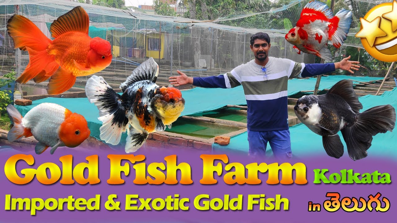 Gold Fish Farm | Kolkata | LIVE AQUARIUM - YouTube