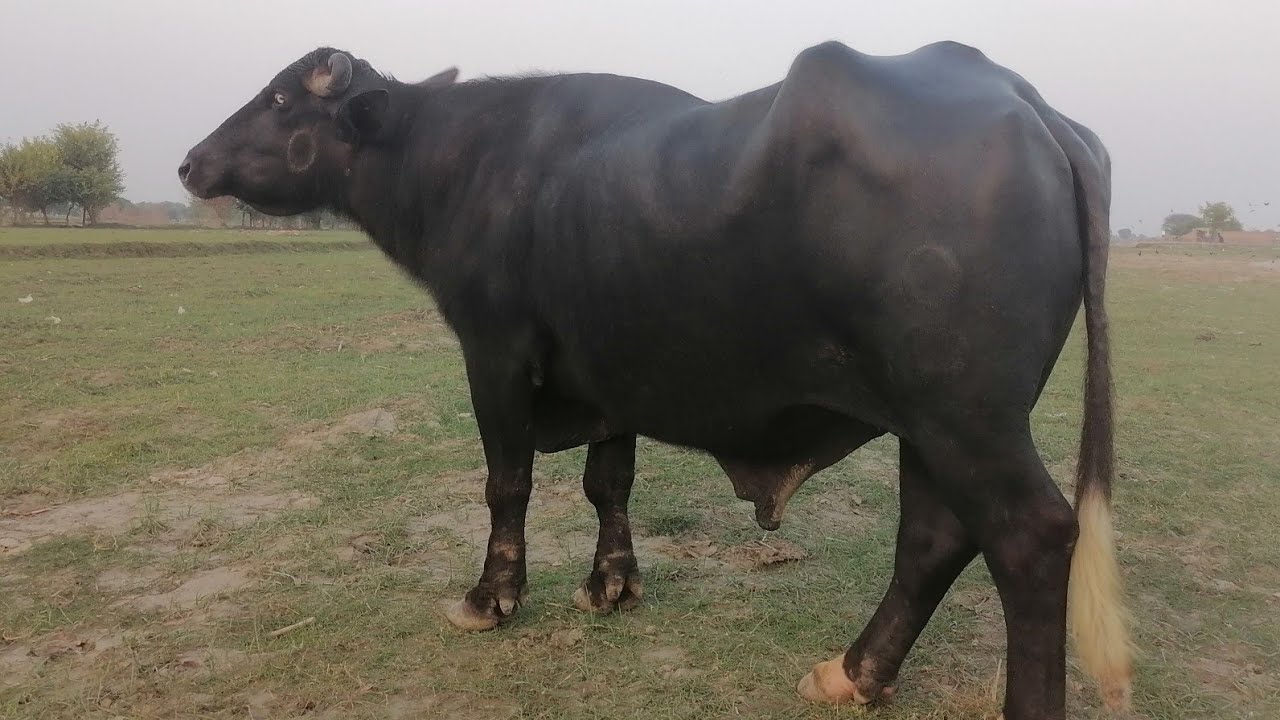 Top Nili Bull for sale in punjab pakistan on youtube 20 October 2023 ...