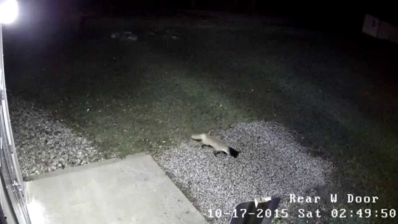 Fox caught on camera - YouTube