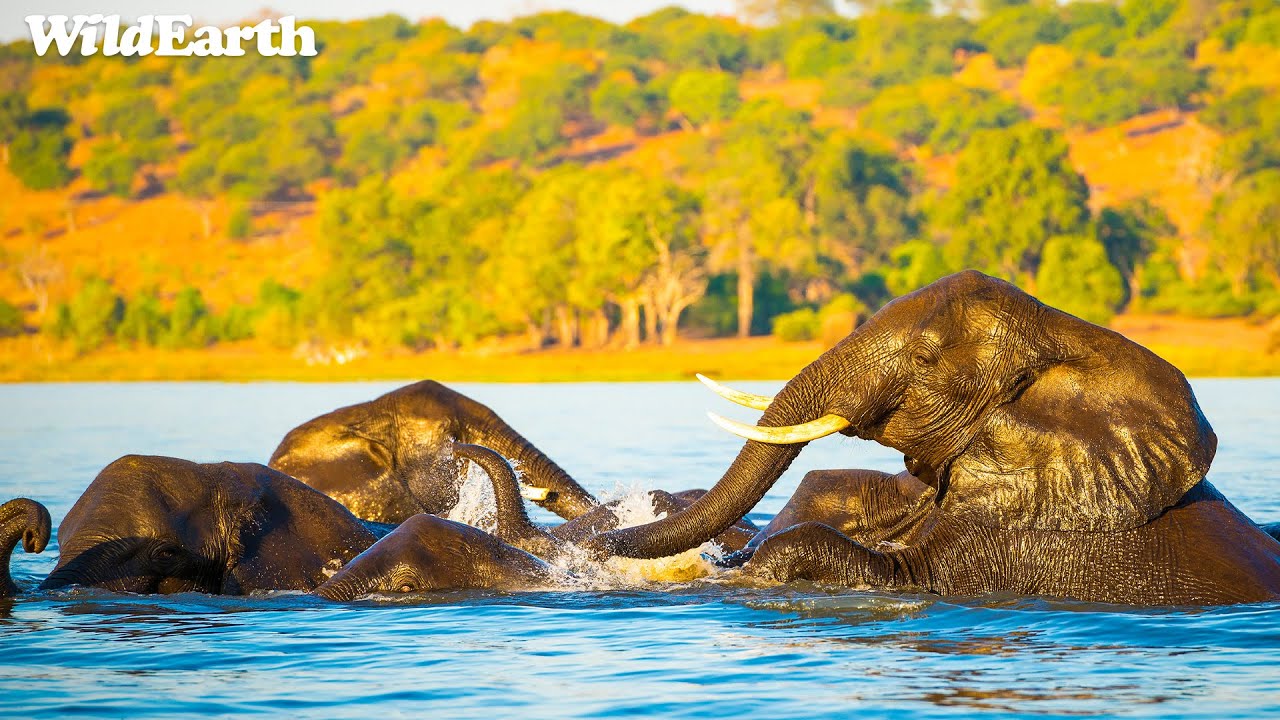 LIVE at the waterhole - 30 September 2024 - AD FREE - YouTube