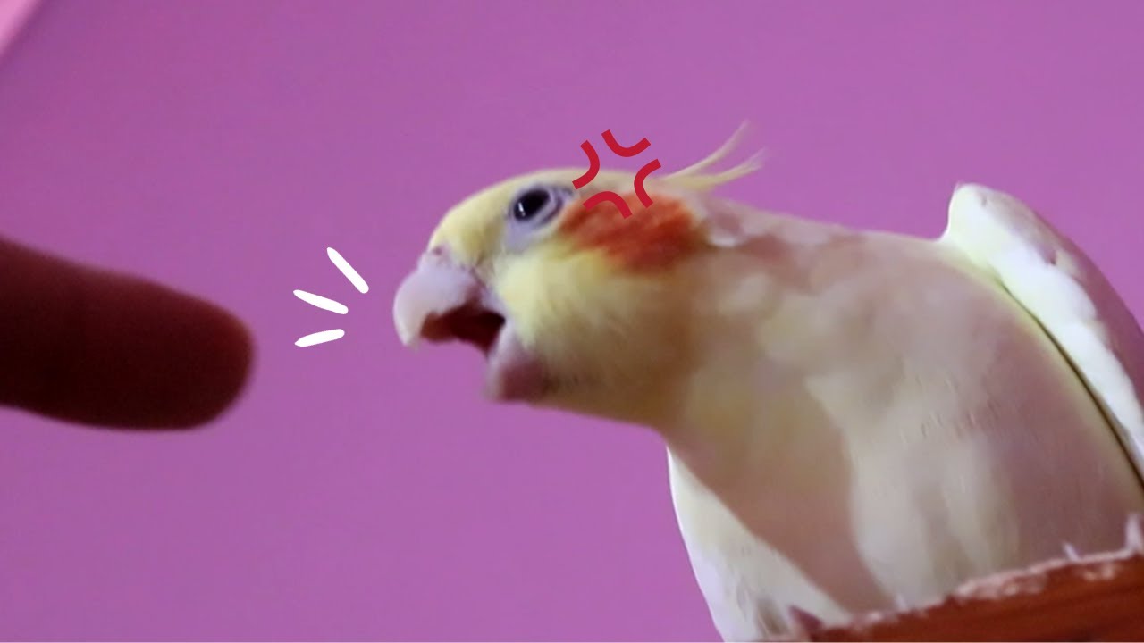 A Female Cockatiel Can Be So Aggressive After Laying an Egg 🥚 - YouTube
