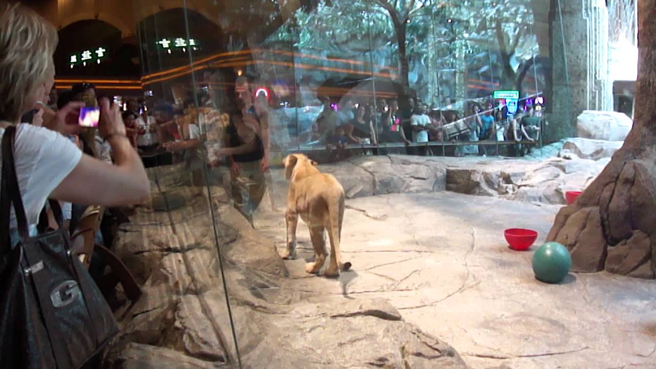 The lions at the MGM Grand - YouTube