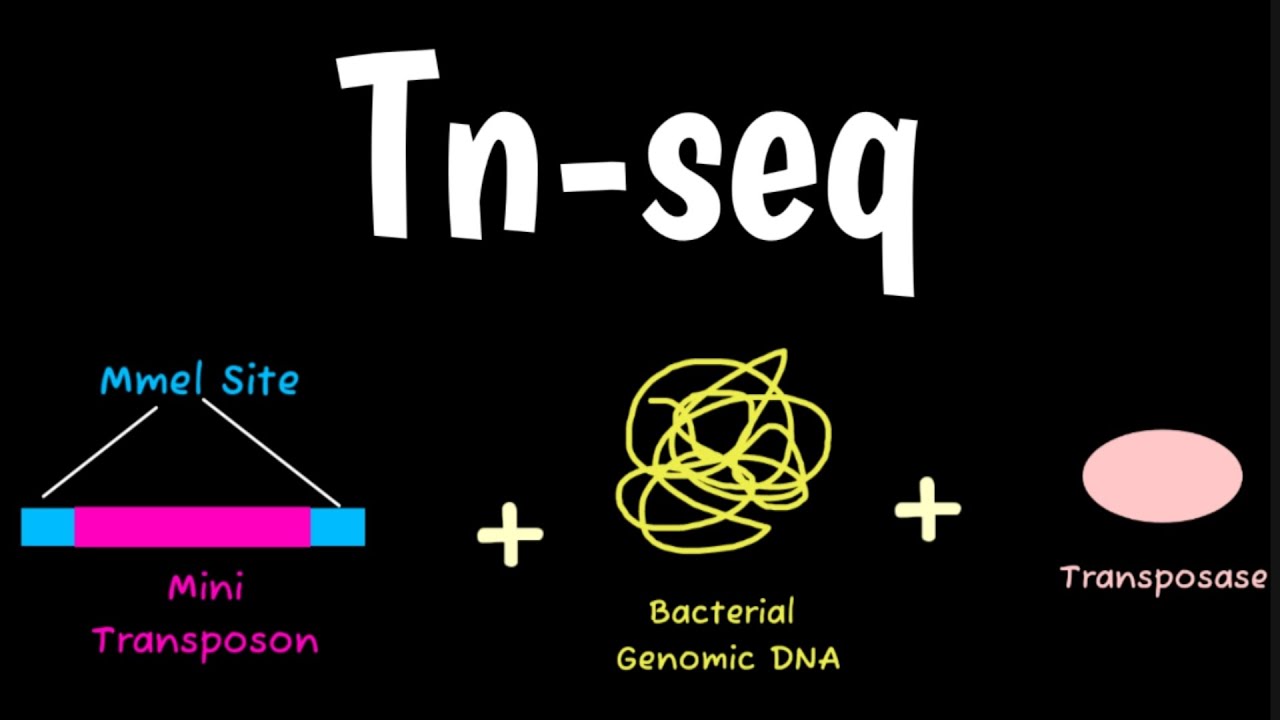 Tn-seq | PCR Free Transposon Sequencing | Insertion Sequencing | INSeq ...