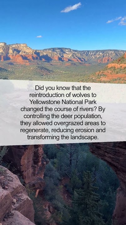 How Wolves Change River Ecosystems - YouTube