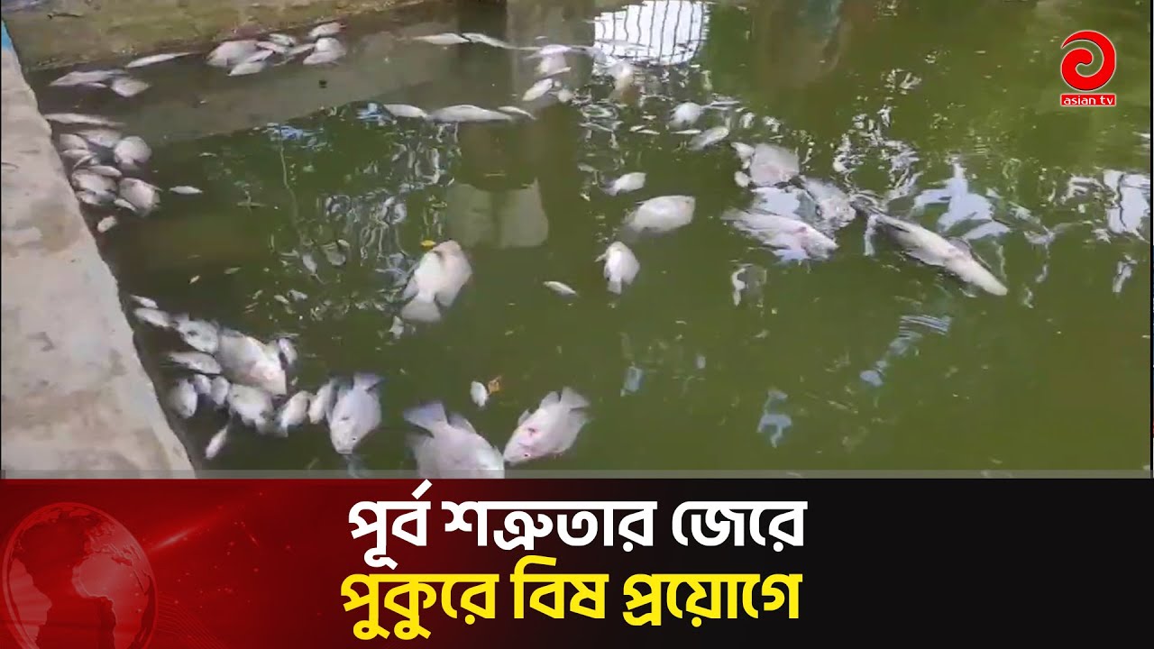 পূর্ব শ/ত্রুতার জেরে পুকুরে বি/ষ প্রয়োগে লাখ টাকার মাছ নি/ধন | Comilla | Asian TV - YouTube