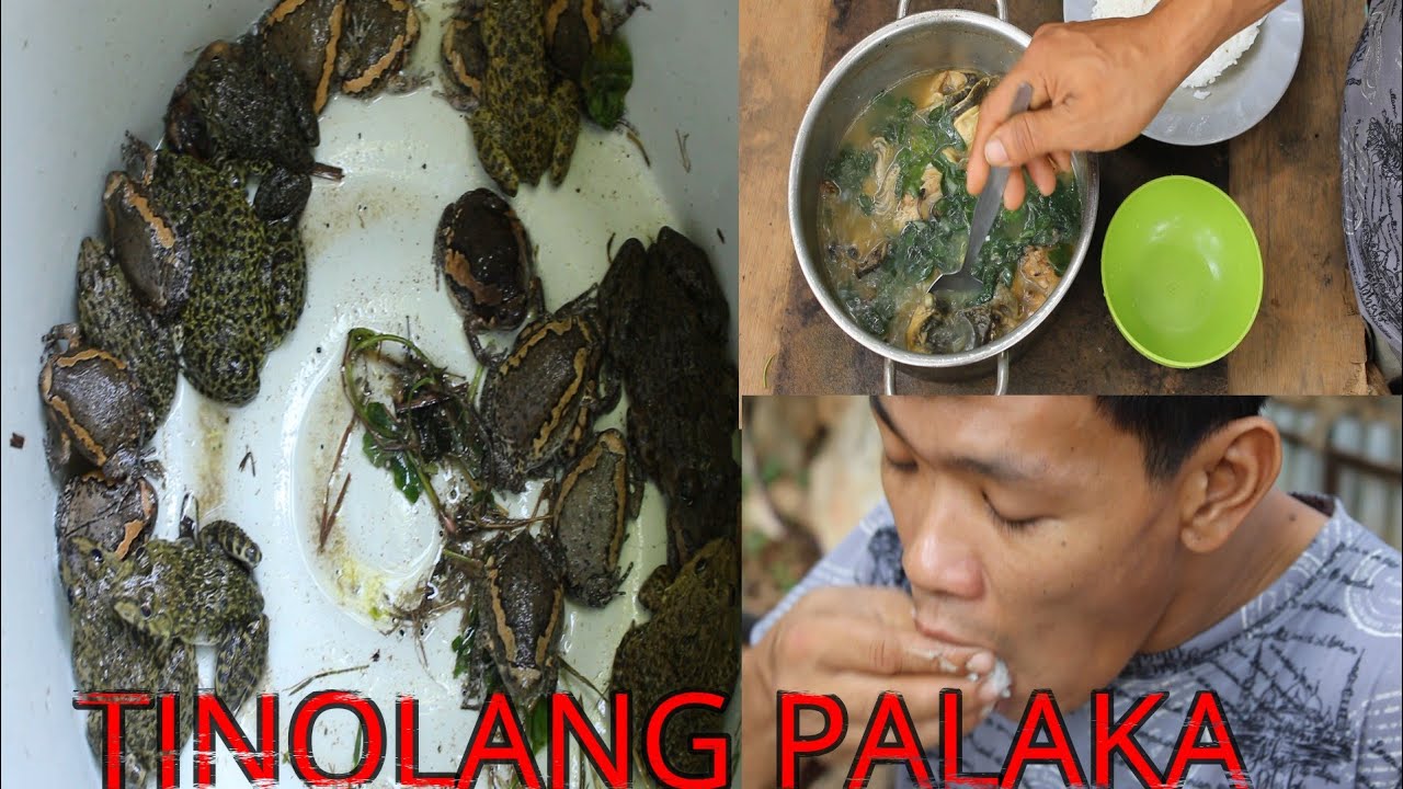 sabawan ang palakang petot, pilat ,bat-og, painted frog and bullfrog ng ...