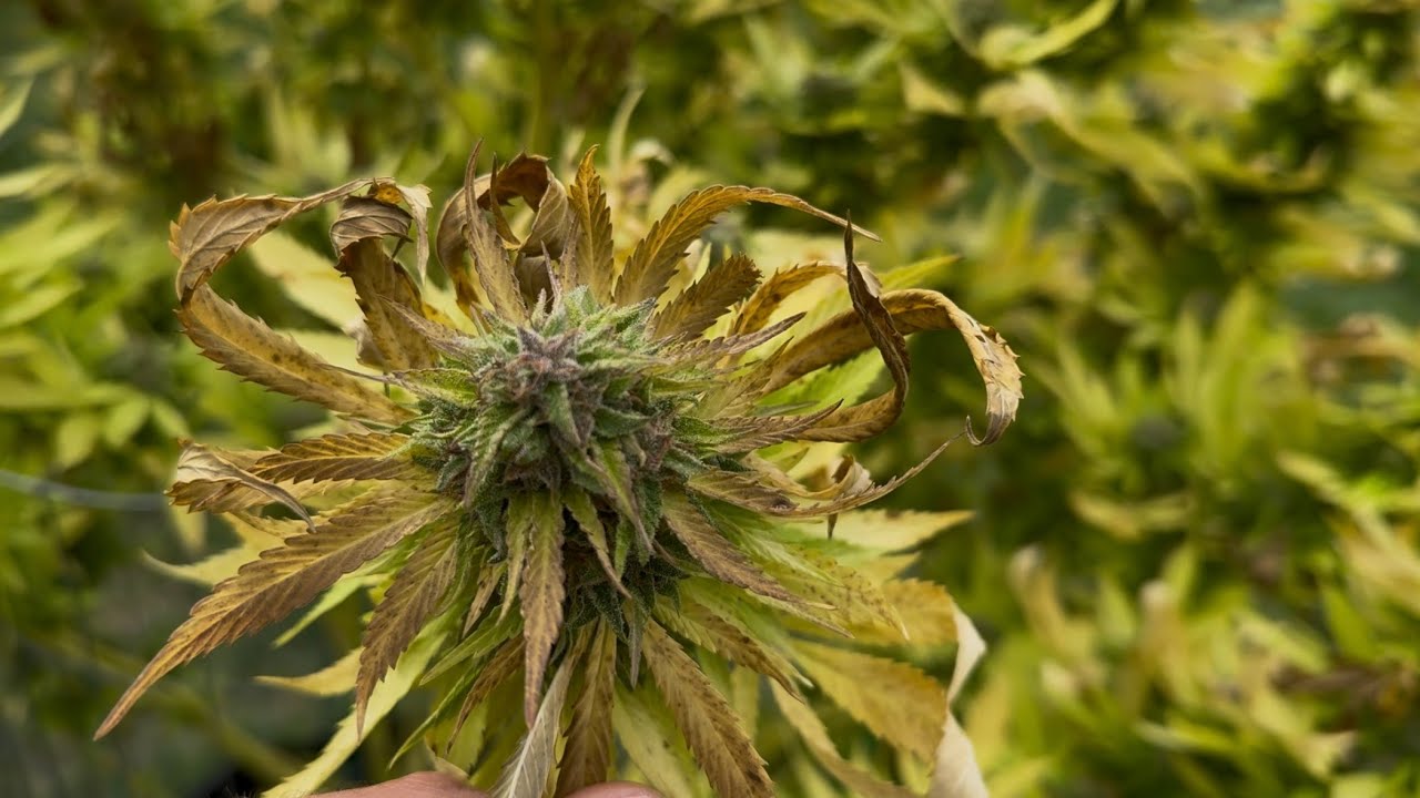 It’s almost Croptober. why u should defoliate your weed plants. - YouTube