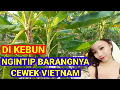 Sore-sore intip barangnya cewek vietnam..ternyata mulus,bulet,panjang.