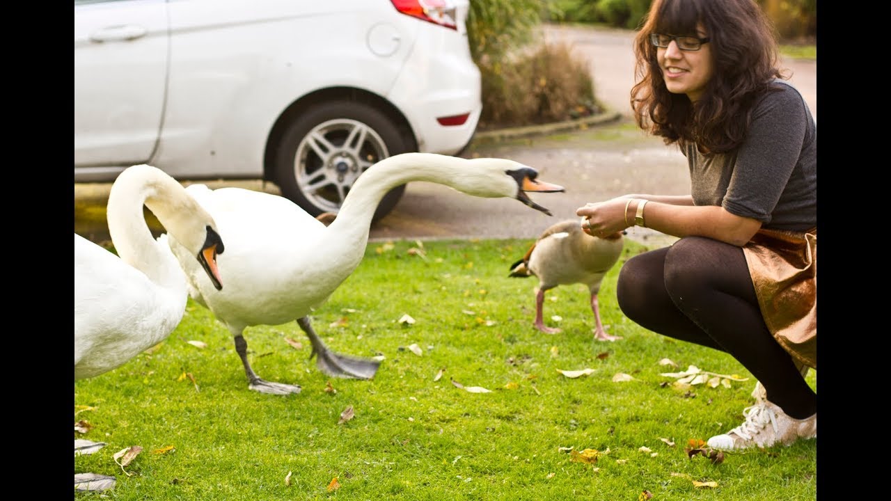 Why Swan eating like this? / amazing Swan facts / Rera video of swan's ...