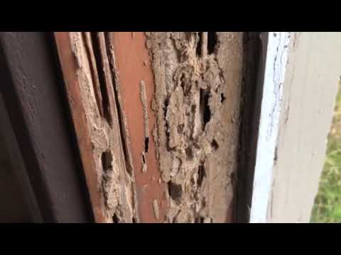 Termites active in wood window frame - YouTube