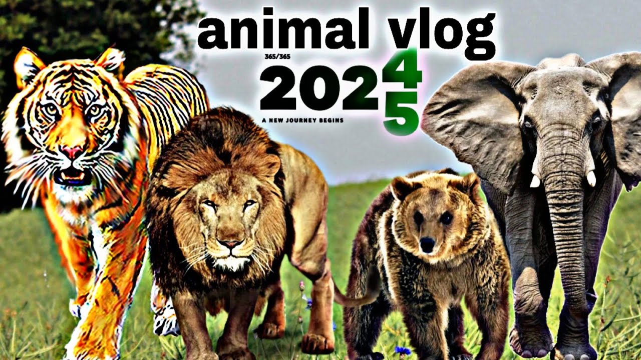 animal vlog 2025 discovery vlog india ,🙏 - YouTube