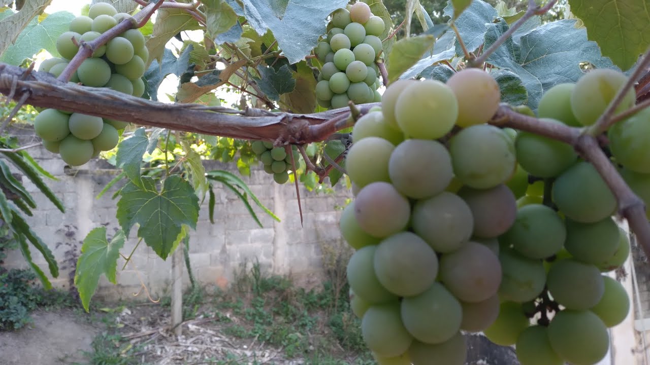 Uva, plantando no solo e vaso, a importância da poda, adubação ...
