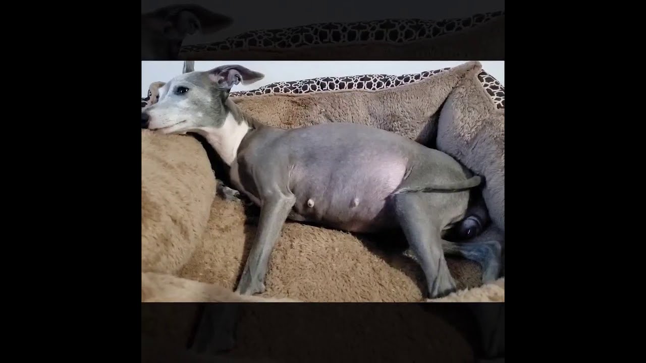 Italian greyhound giving birth puppies new born - YouTube
