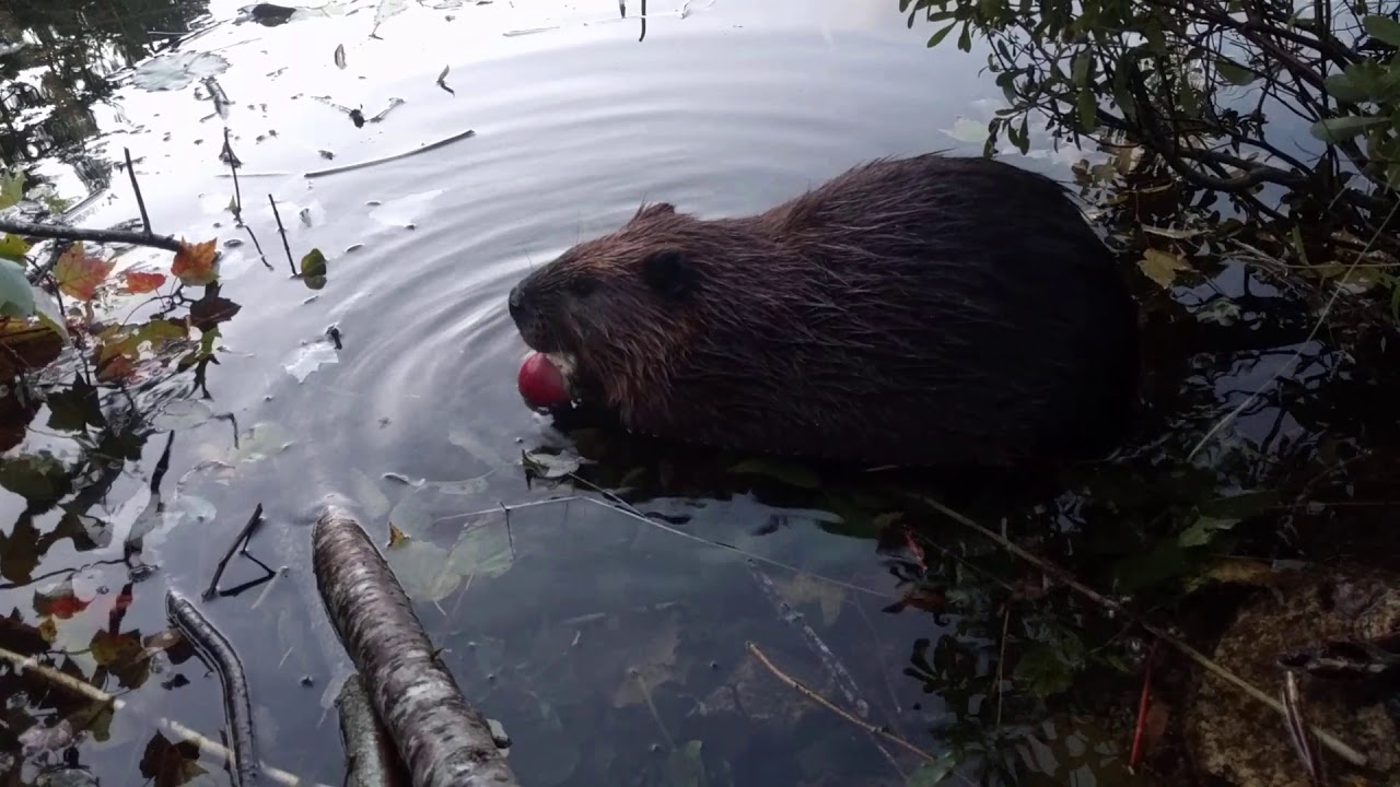 Jerkface eating an apple closeup and smucking - YouTube