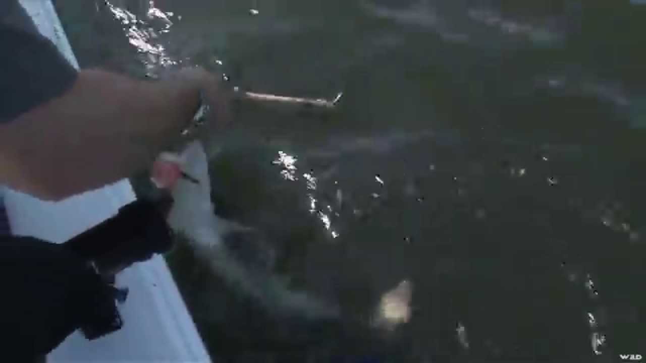 Fishing For Dogfish (Mud Shark) on the BC Coast - YouTube