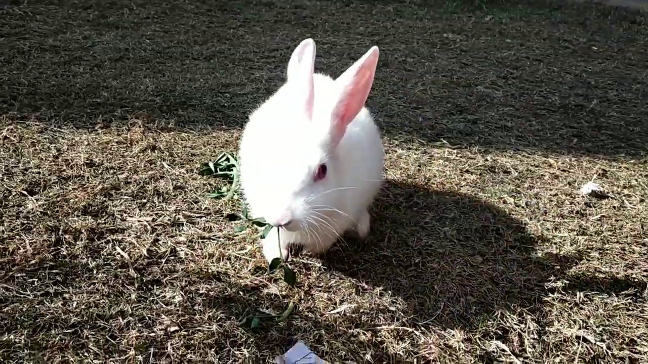New Zealand white rabbit enjoying itself - YouTube