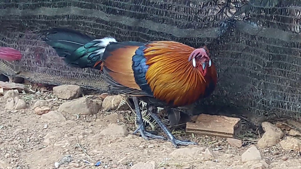 Los peb saib qaib qus daj qab teb nawb - YouTube