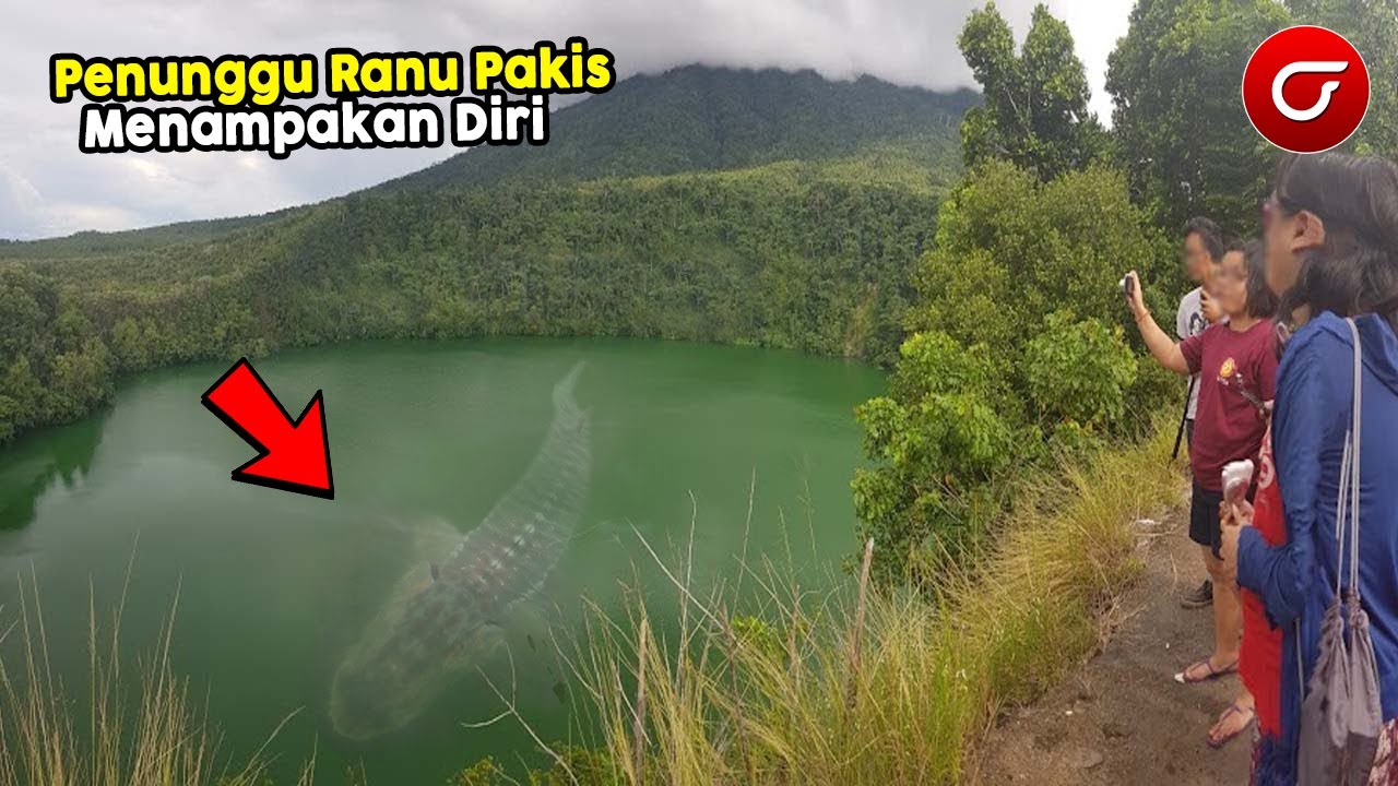 VIRAL Kemunculan Ikan Purba Raksasa Penunggu Danau Ranu Pakis Bikin ...