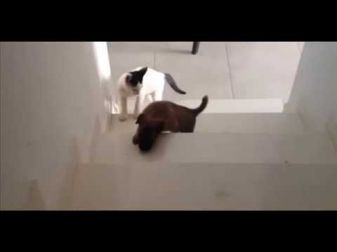 dogs falling off the stairs funny videos! - YouTube