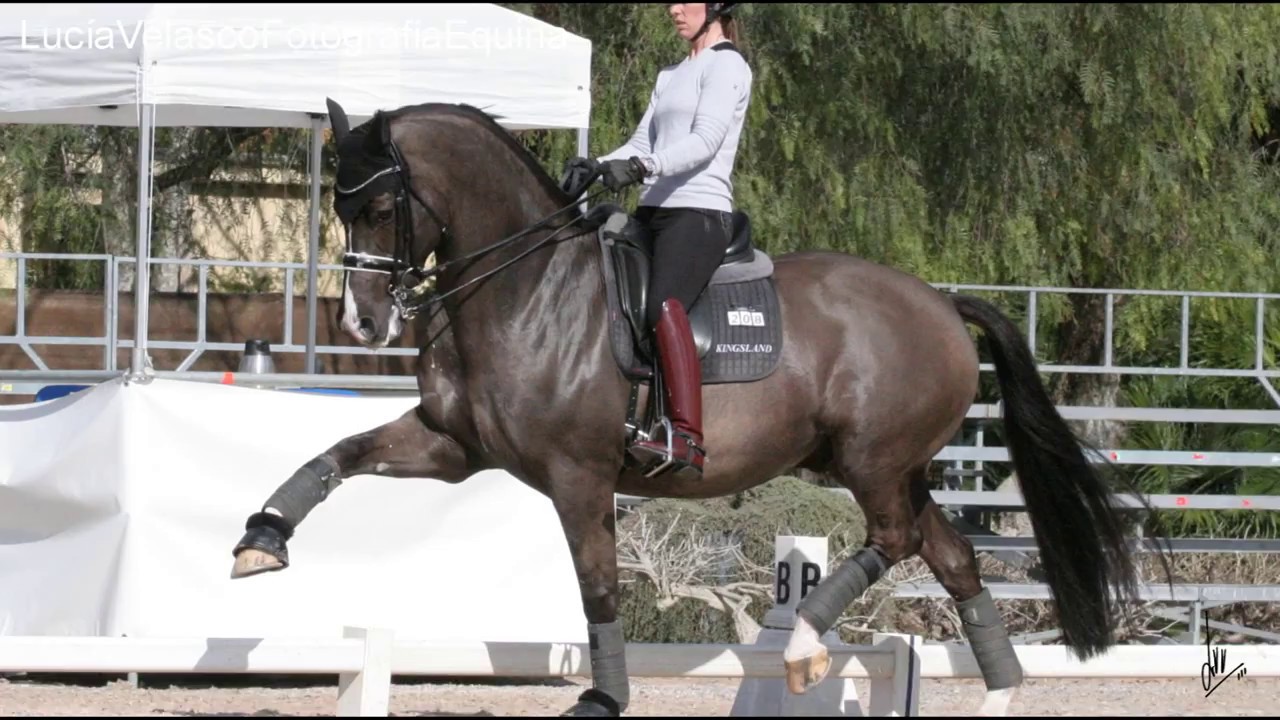 Tribute to Valegro ♥ - YouTube