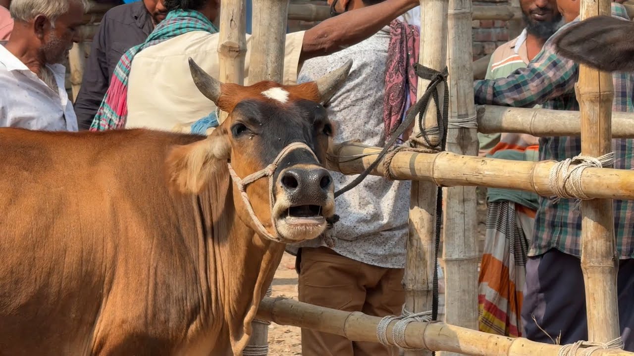 Cow Mooing Sound | cow sounds video - YouTube