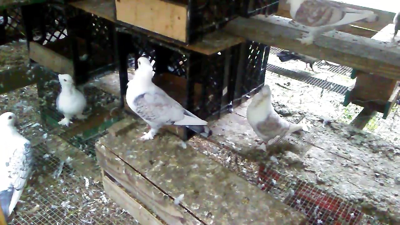Satinette pigeons - YouTube
