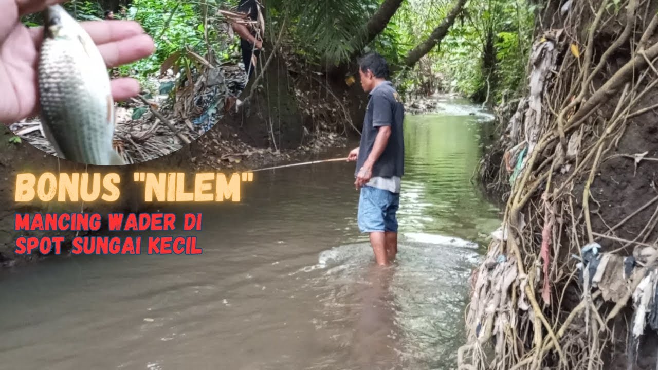 UMPAN HABIS DI SERBU GEROMBOLAN IKAN!! Mancing Wader di Sungai Kecil Umpan Roti & Lebah, Bonus ...
