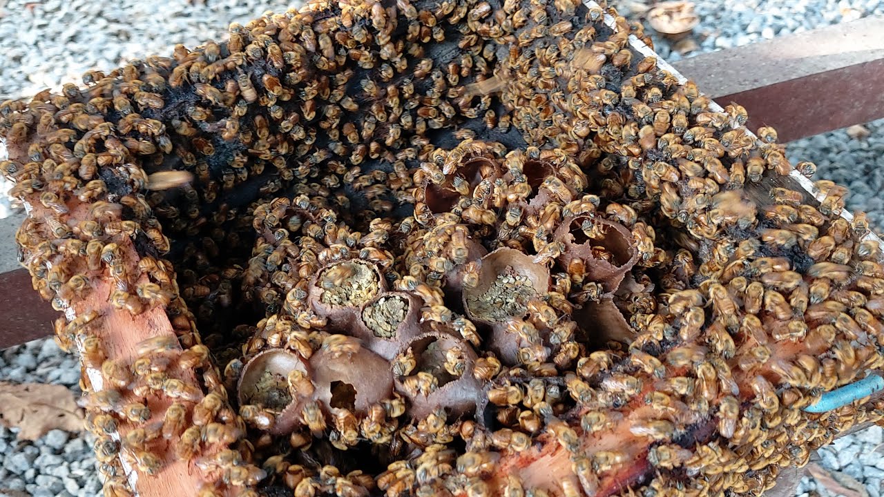 BUGIAS FORTES, DIVISÕES, BUGIA MONSTRO, Multiplicação FRUSTRADA, DICAS ...