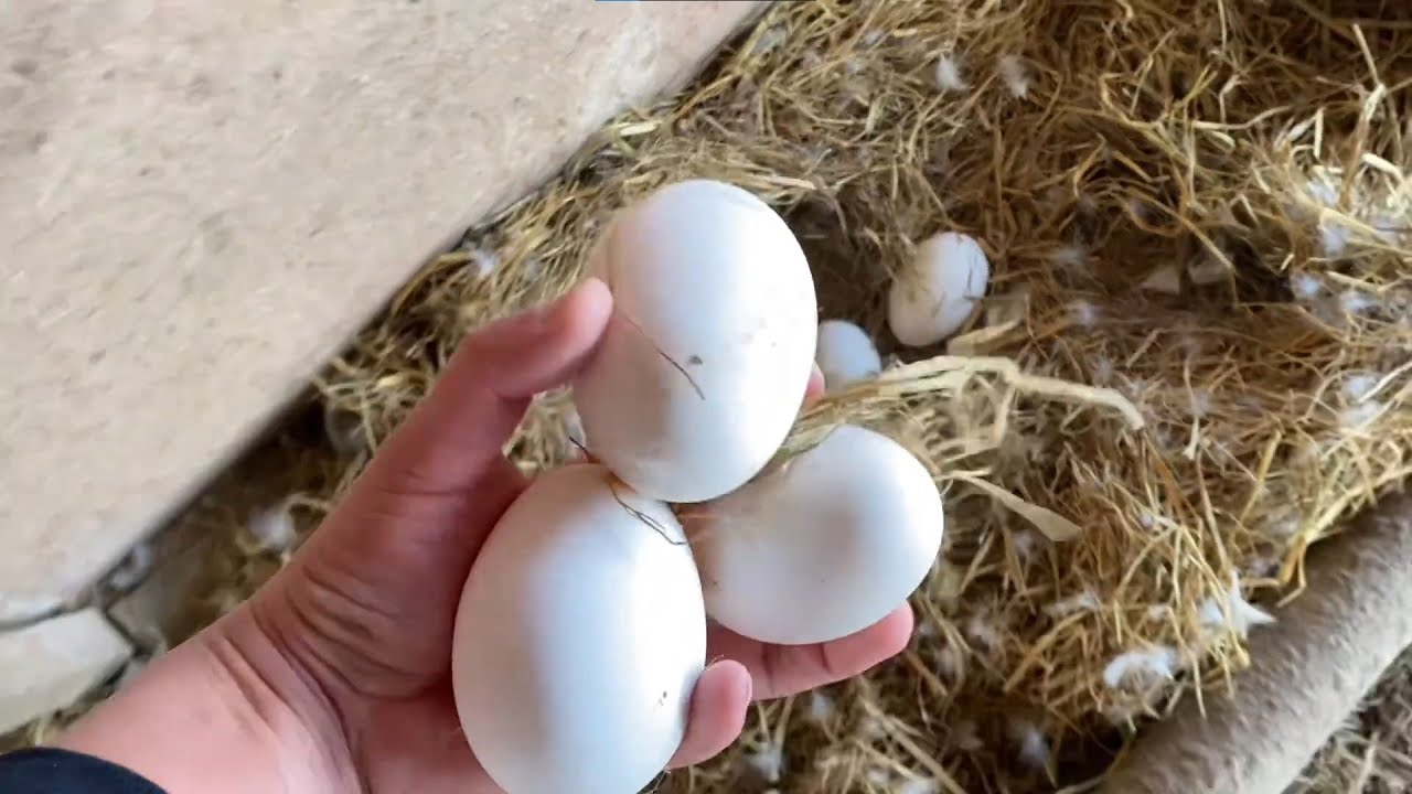 Farm Life | Harvesting giant goose eggs at the goose farm - YouTube
