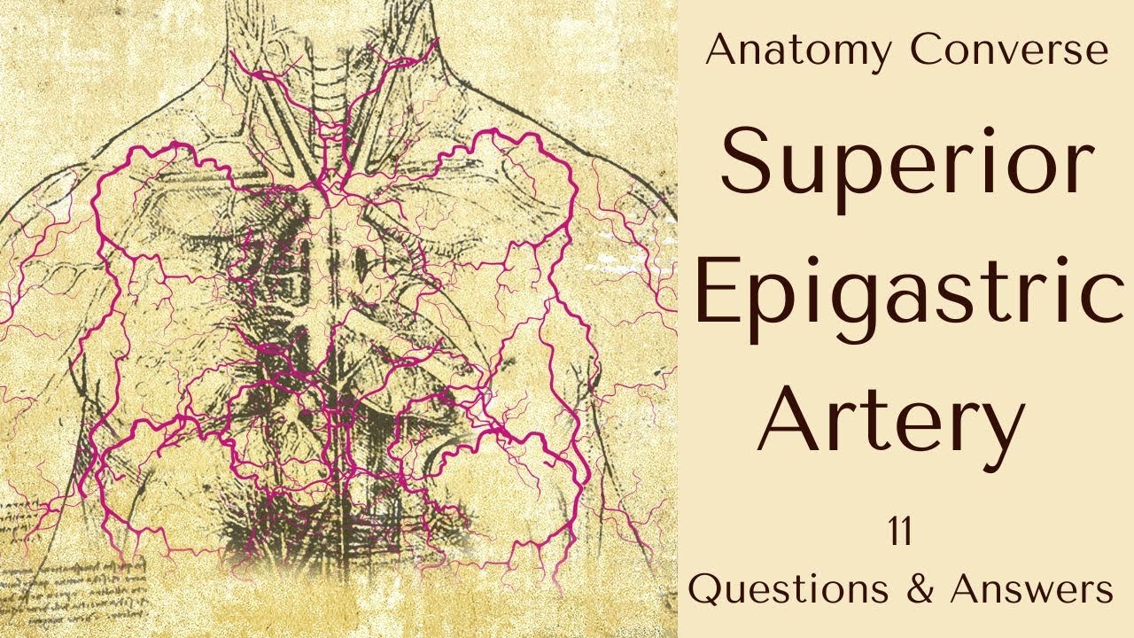 Superior Epigastric Artery Anatomy 11 QA - YouTube