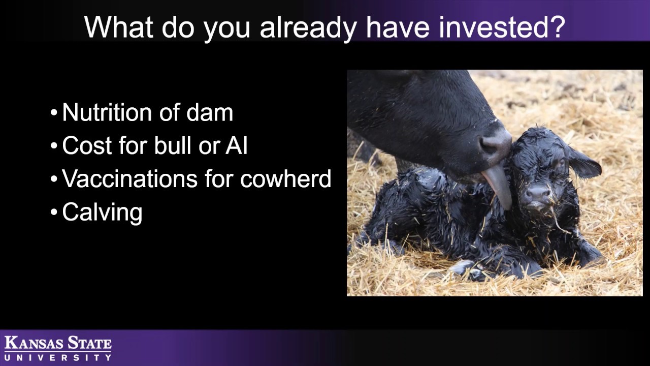 Winter Ranch Management 2020 — McCabe - YouTube