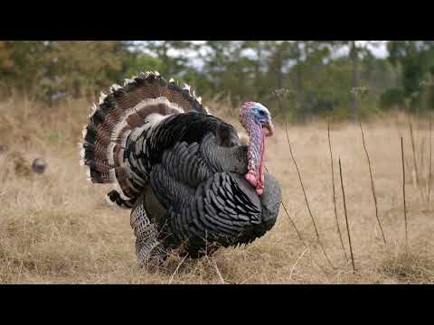 TURKEY SOUND EFFECTS - Turkey Gobbling