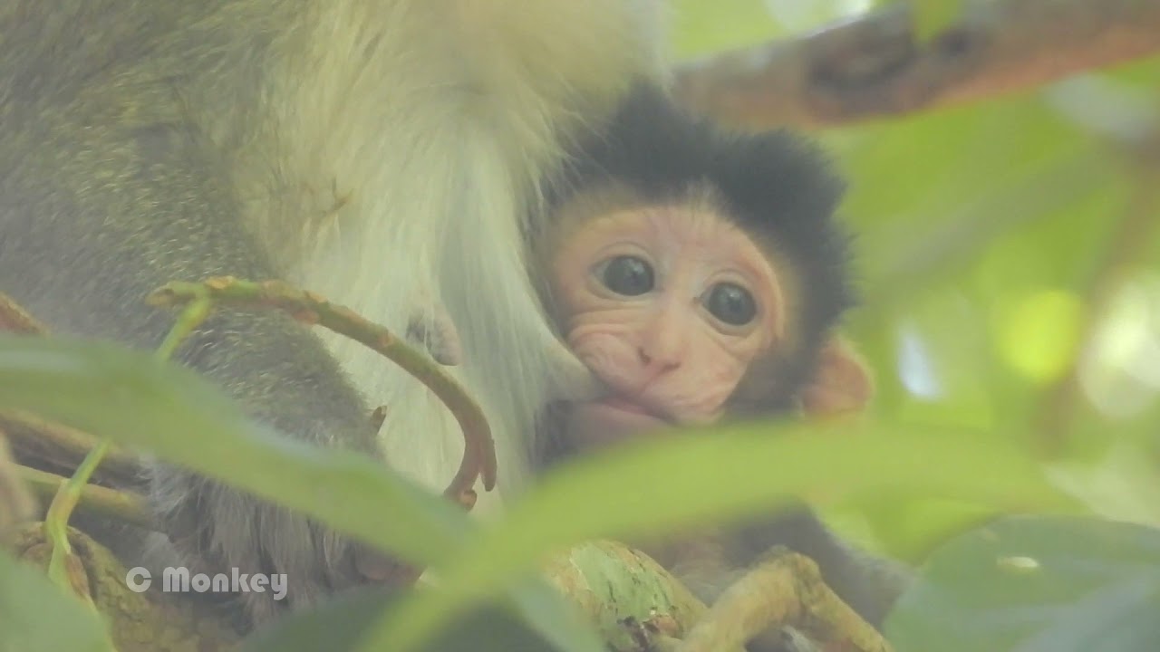 Update! Mean mom monkey Anna with her poor baby Ariana today - YouTube