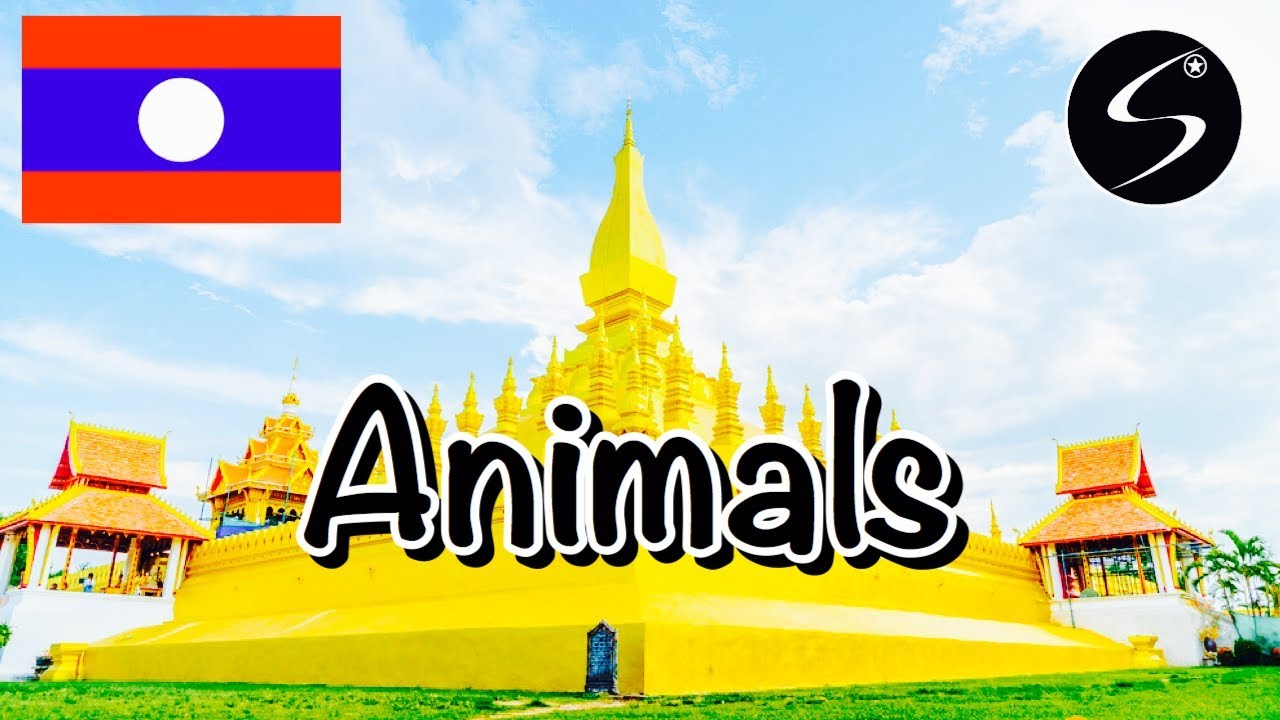 Learn Lao Language EP18 : Animal in Lao Language | Lao English Lesson ...