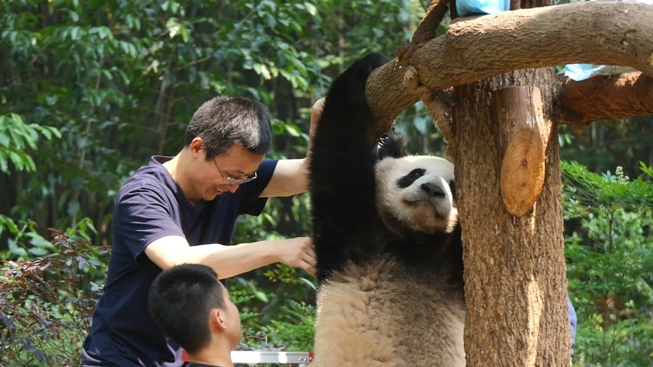 5.16 Lun Hui doesn't want to go home today 不想回去的轮辉今天被谭爷爷和收猫小队抬回家 - YouTube