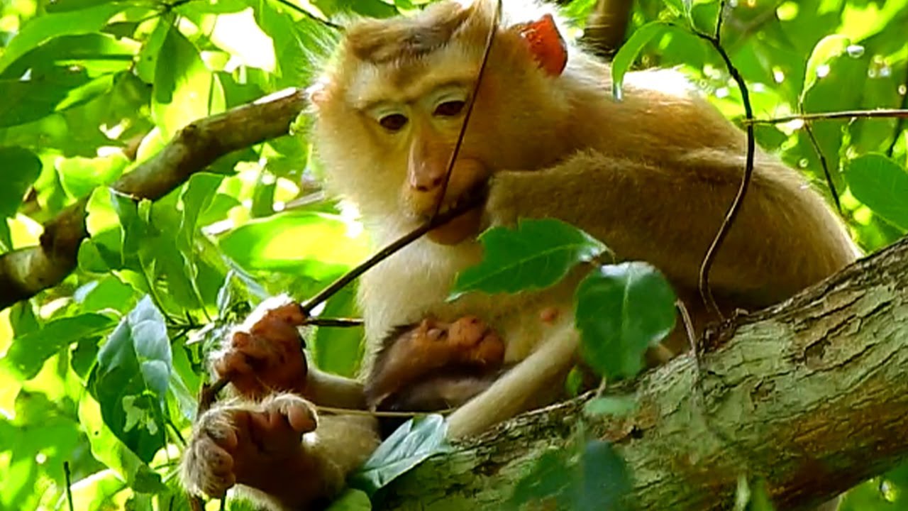 OH God.. Rose Monkey Biting Branch Tree So Freaky Act When Bb Rex Leave ...