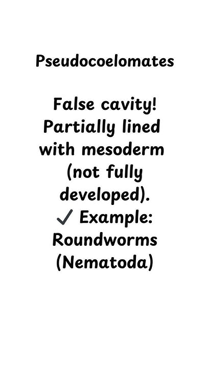 Coelom Explained in 1 Minute! | Acoelomate, Pseudocoelomate & Coelomate - YouTube