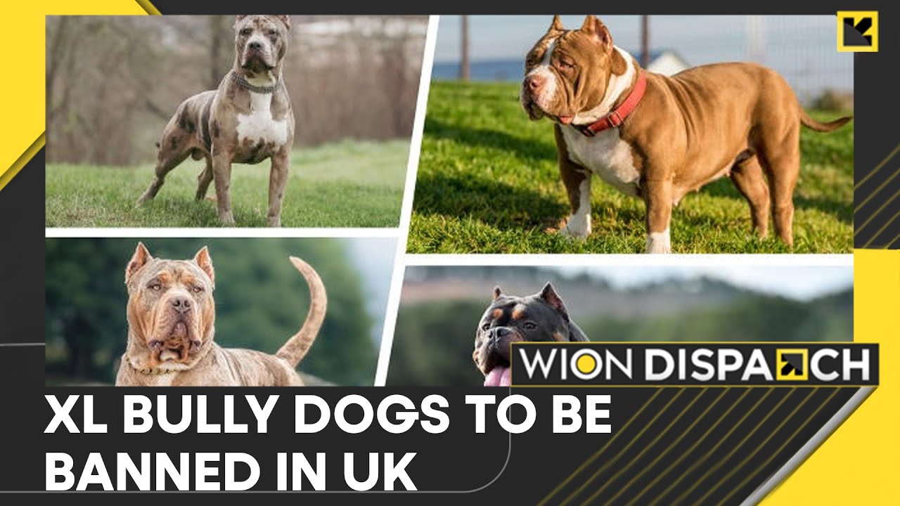 UK: American XL Bully Dogs to be banned; PM Sunak says, 'urgent need to ...