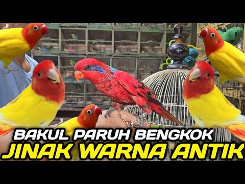 CEK HARGA LOVEBIRD DAN PARUH BENGKOK AWAL TAHUN 2026 DIKIOS PASAR ...