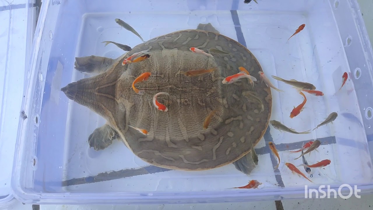 Bulus Chitra Chitra Javaenensis, Si cantik Yang di Lindungi ...