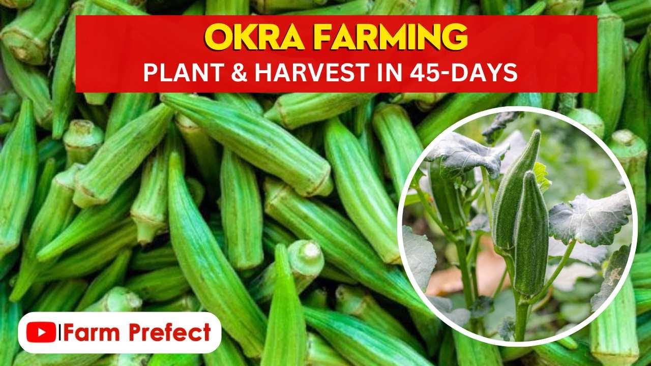 Okra Farming in Ghana (Farm secrets, seed, profit etc) - YouTube
