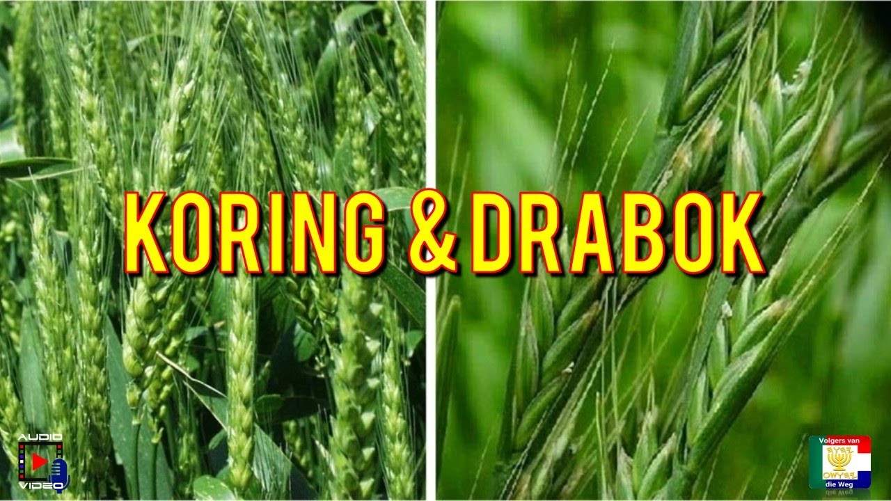Koring en Drabok - YouTube